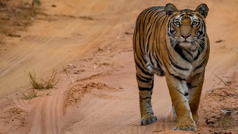 Behind the Scenes - The Hidden Tiger