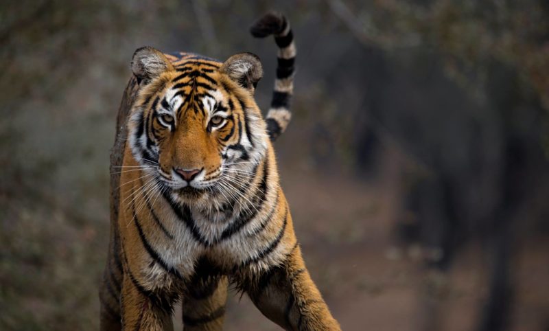 Behind the Scenes - The Hidden Tiger