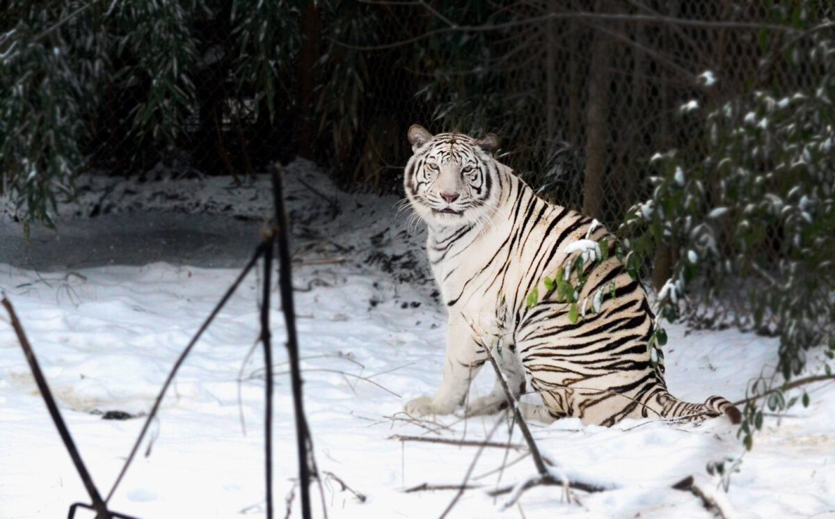 On Location - The Hidden Tiger